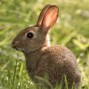 Tree Tools for Schools - Woodland Trust