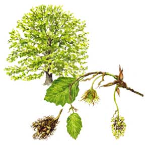 Tree Tools for Schools - Woodland Trust