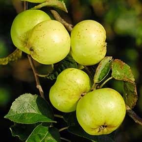 Tree Tools for Schools - Woodland Trust
