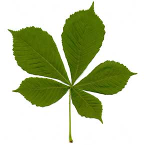 Tree Tools for Schools - Woodland Trust