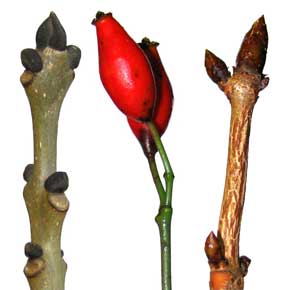 Tree Tools for Schools - Woodland Trust