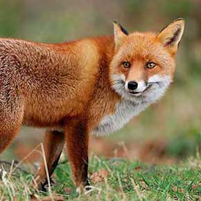 Tree Tools for Schools - Woodland Trust