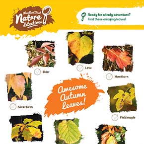 Tree Tools for Schools - Woodland Trust