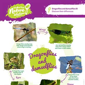Tree Tools for Schools - Woodland Trust