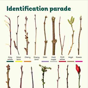 Tree Tools for Schools - Woodland Trust