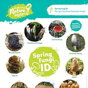 Tree Tools for Schools - Woodland Trust