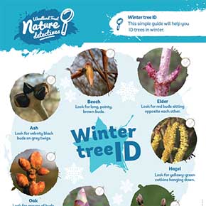 Tree Tools for Schools - Woodland Trust