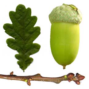 Tree Tools for Schools - Woodland Trust